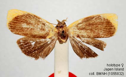 Papua Insects Foundation (Lepidoptera/Immidae/Imma periploca)